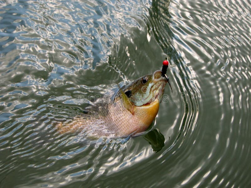 Bream stock image. Image of black, outdoor, lake, fishing - 2090531