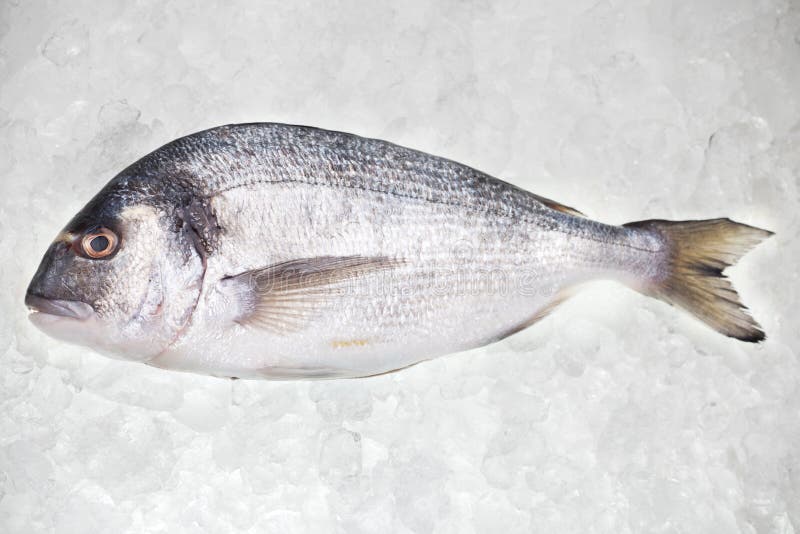 Bream stock image. Image of catch, cooled, dead, seafood - 21294351