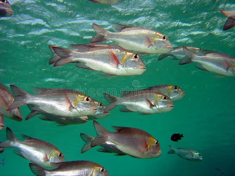 A Shoal of Bream Fish in the Atlantic Ocean with Sunlight Underwater ...