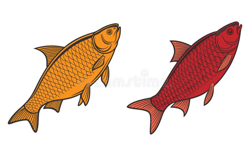 Bream Fish Bundle Set Design Isolated on White Background and ...