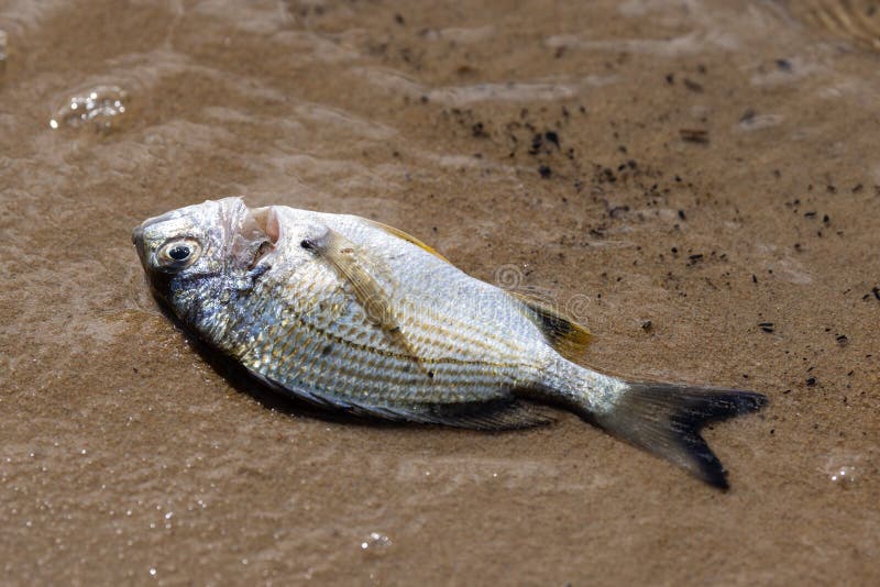 Bream fish stock photo. Image of fish, australia, edge - 287637740