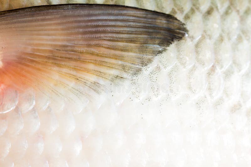 2,417 Bream Scales Stock Photos - Free & Royalty-Free Stock Photos from ...