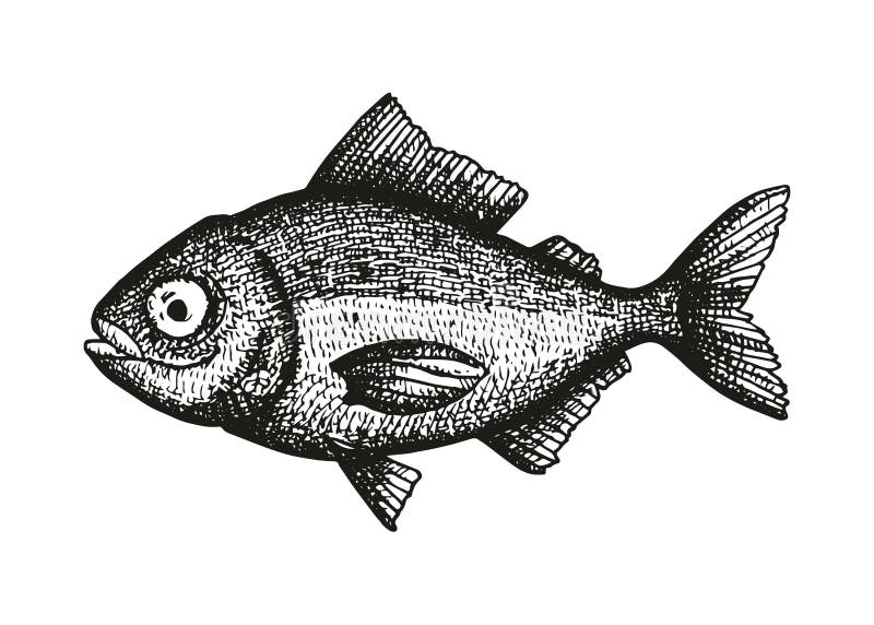 Bream fish sketch vector stock vector. Illustration of vintage - 87863803
