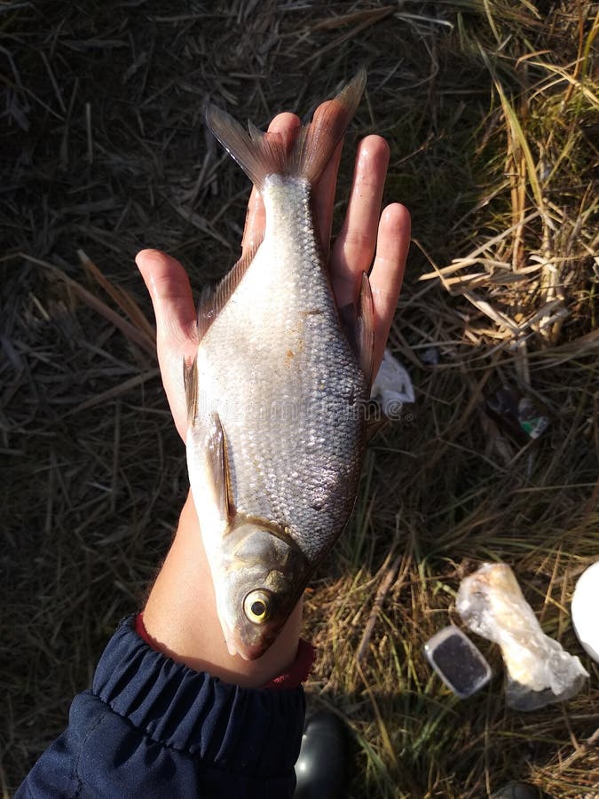 Bream on the Fisherman`s Arm Stock Image - Image of fisherman, hobby ...