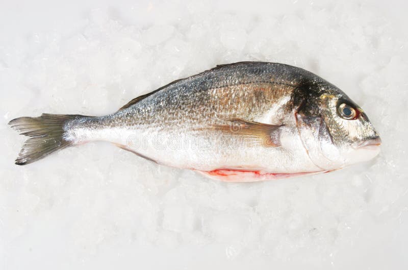 Bream on ice stock image. Image of bream, gilt, head, chilled - 6855707