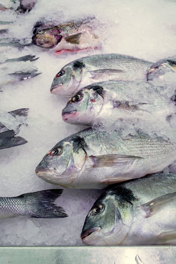 Frozen sea bream fish stock image. Image of seafood, market - 66006049