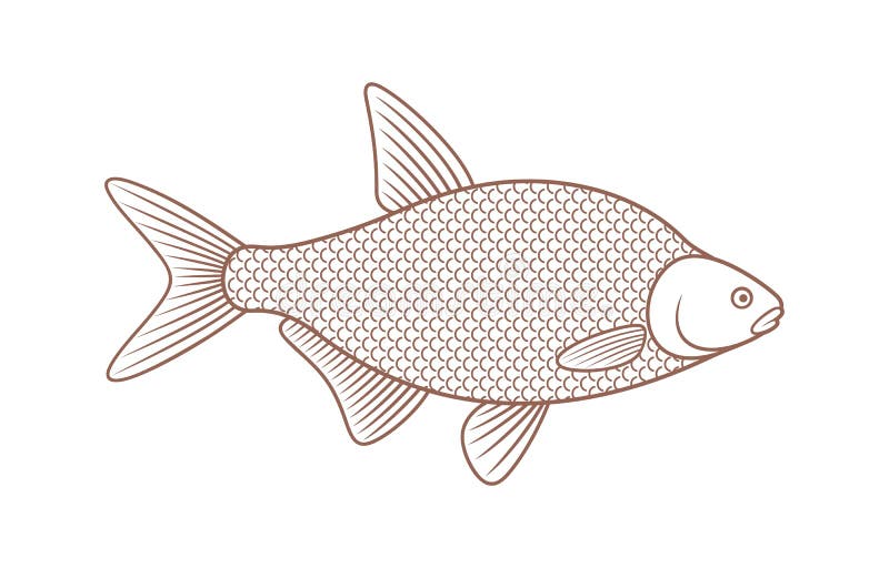 Bream Outline. Isolated Bream on White Background Stock Vector ...