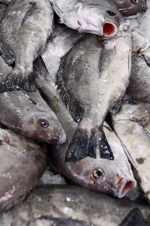 Bream pile stock image. Image of dead, market, fresh - 12286057