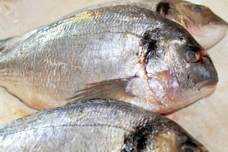Bream stock image. Image of fish, bream, meat, dorade - 52850991