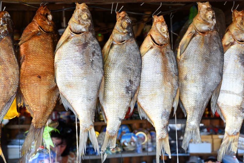 Bream river fish stock image. Image of fish, nutrition - 73708817