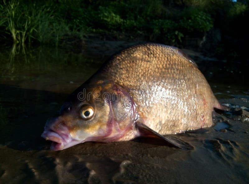 Fish stock photo. Image of morning, perch, tilapia, carp - 100756116