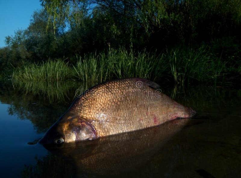Fish stock photo. Image of morning, fish, tilapia, river - 100756150