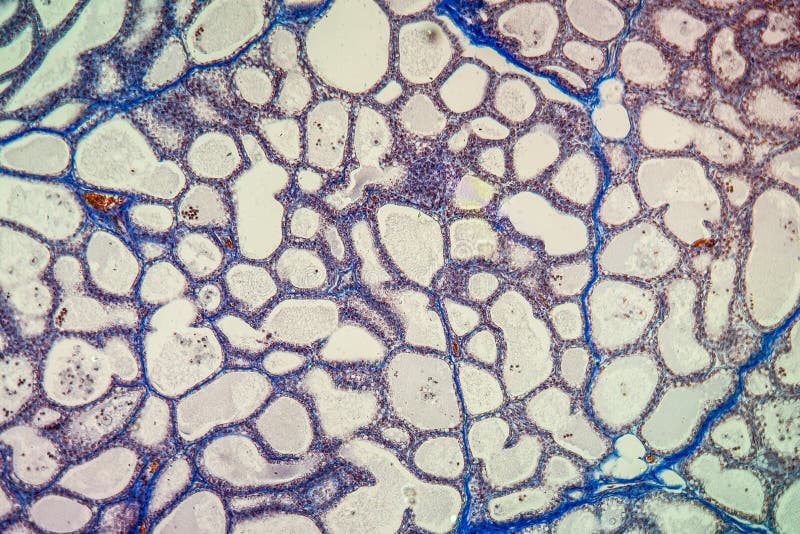 Breast tissue stock image. Image of histology, microscopy - 196731493