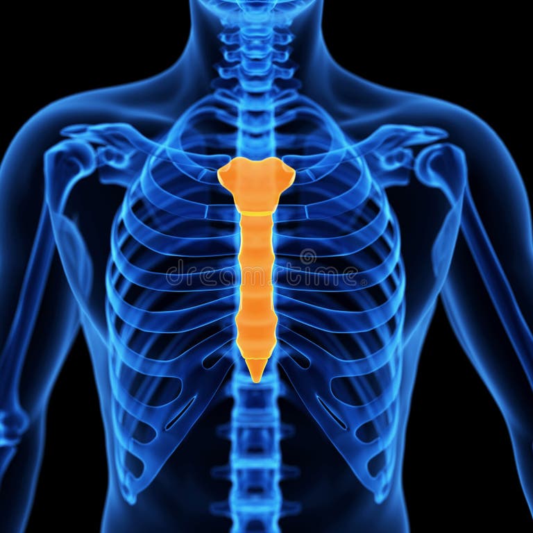 The breastbone stock illustration. Illustration of blue - 45382029