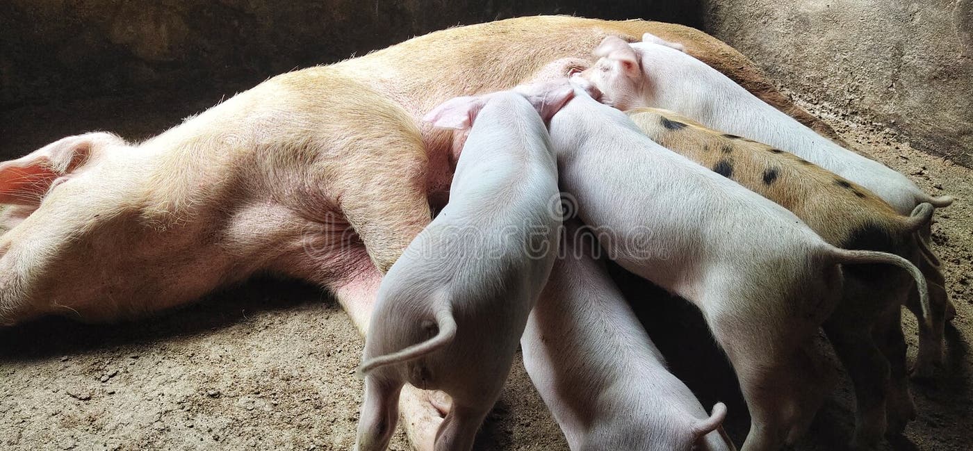 Breasting Dolphin Stock Photos - Free & Royalty-Free Stock Photos from ...