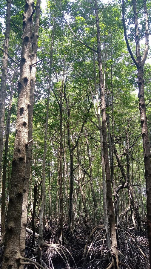 Breath root mangroves stock photo. Image of caneroot - 276506150