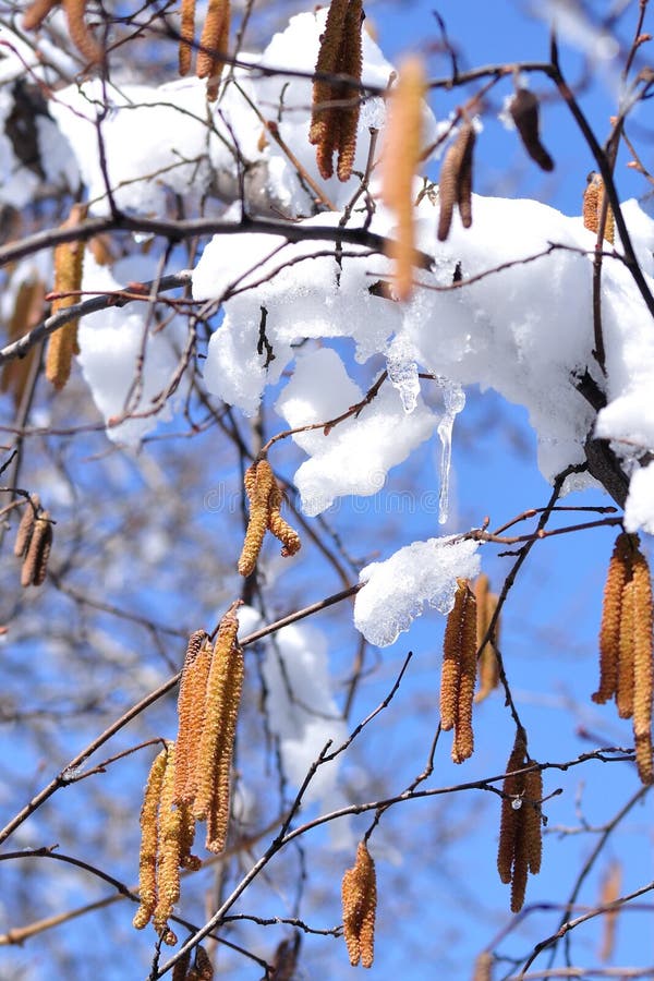 Breath of spring stock image. Image of seasonal, blue - 13403617