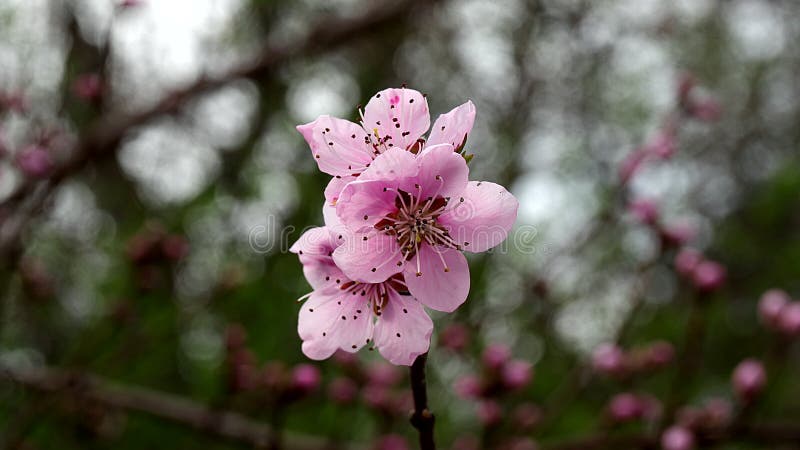 Breath of Spring, the Cherry Tree in Bloom Stock Footage - Video of ...