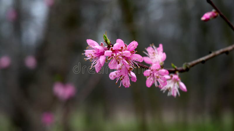 Breath of Spring, the Cherry Trees in Bloom Stock Video - Video of life ...