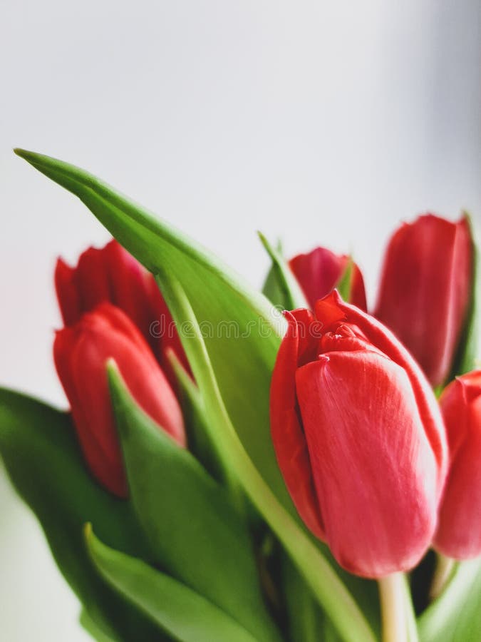 Breath of Spring stock image. Image of flower, breath - 223274707