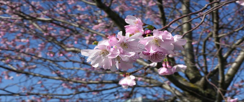 Breath of Spring, the Dancing Cherry Blossoms - Anamorphic Lens Stock ...