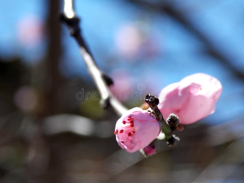 Breath of spring stock image. Image of april, blue, focus - 79046697