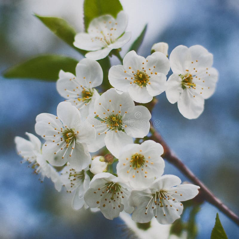 Breath of spring stock image. Image of cherry, breath - 211024583