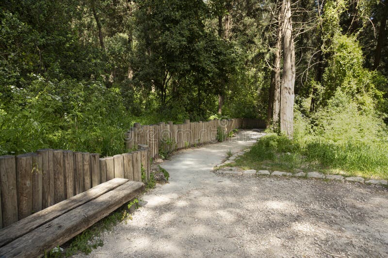 Breathe Fresh Air in the Forest in Spring Stock Image - Image of ...