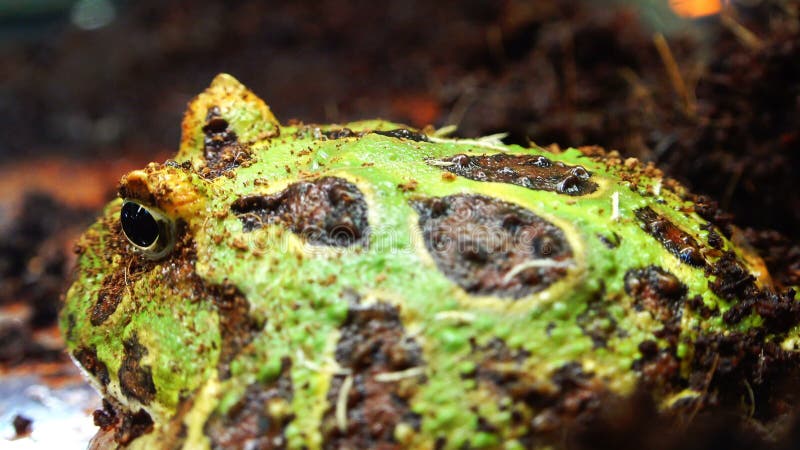 Breathing and Body Movements of a Toad in Earthen Mud Stock Footage ...