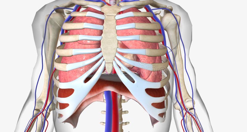 The Breathing Dynamics with Heart Stock Illustration - Illustration of ...