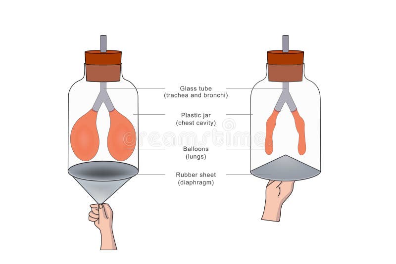 A Breathing Model Shows Lung Function, Simulating Airflow with Balloons ...