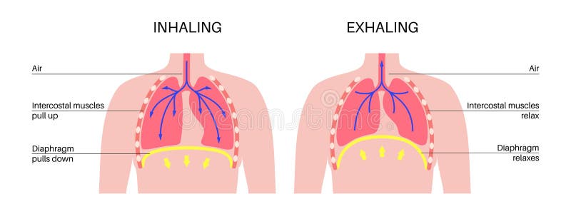 Expiration Breathing Stock Illustrations – 188 Expiration Breathing ...