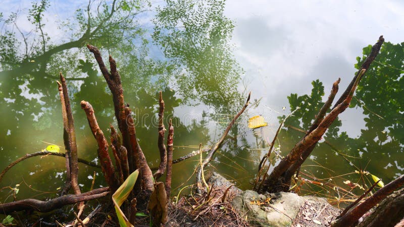 691 Mangrove Tree Roots Mud Stock Photos - Free & Royalty-Free Stock ...