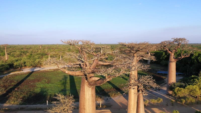 Majestic Baobab Trees in Madagascar S Golden Hour. a Breathtaking ...
