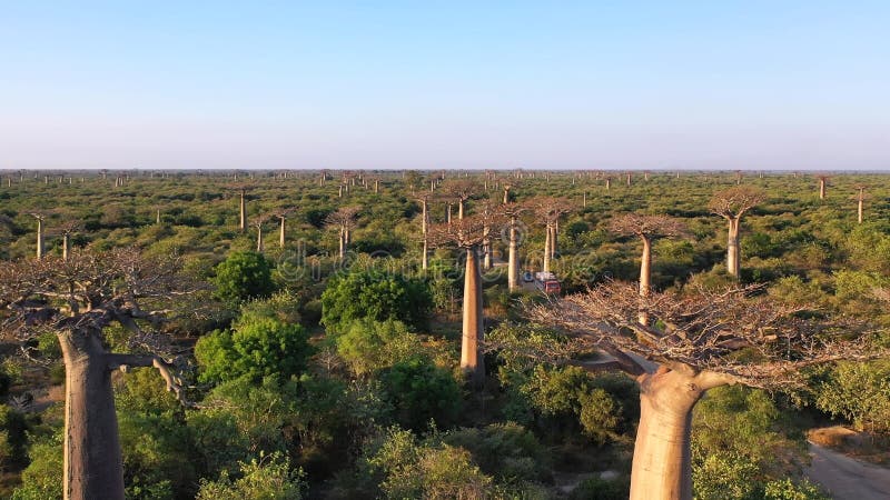 Majestic Baobab Trees in Madagascar S Golden Hour. a Breathtaking ...