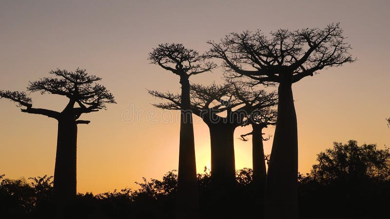 Majestic Baobab Trees in Madagascar S Golden Hour. a Breathtaking ...