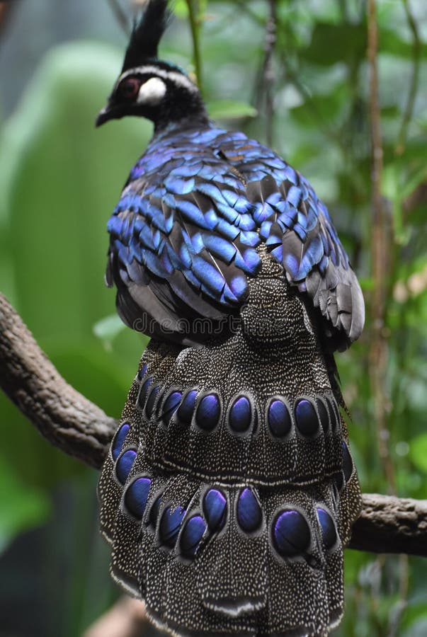 Breathtaking Feathers on a Wild Peacock Pheasant Stock Image - Image of ...