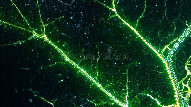 A Microscopic View Showing the Intricate Neural Pathways Displayed in ...