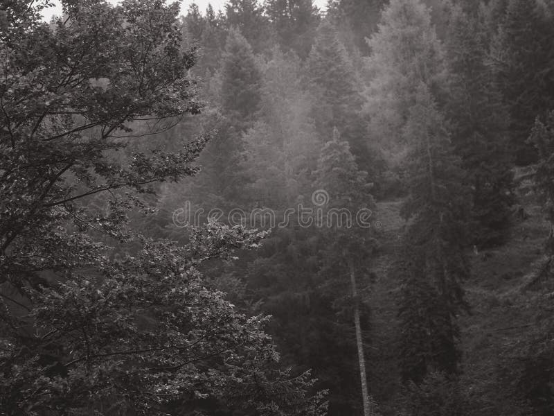 Breathtaking Grayscale Texture of the Misty Forest - Great for a ...