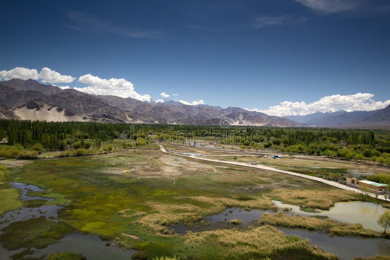 Breathtaking Green Swamp Landscape in Leh, India Stock Image - Image of ...