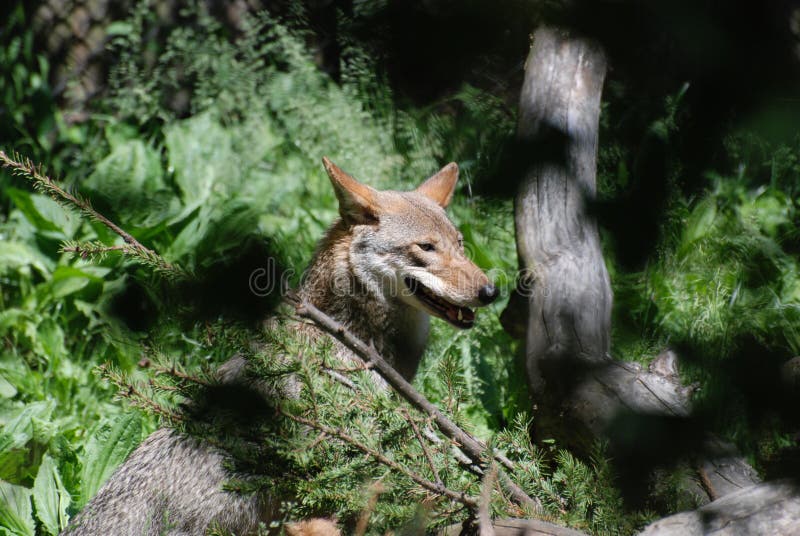 Breathtaking Multi-colored Timber Wolf Enjoying the Wilderness Stock ...