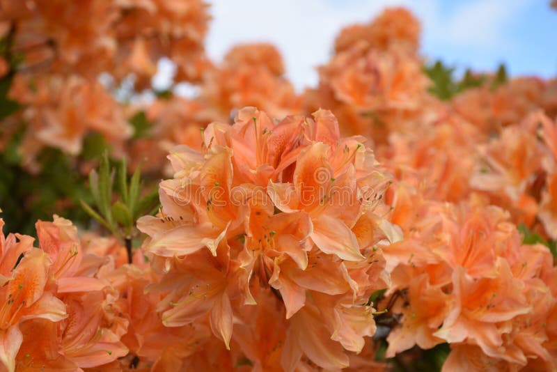 Breathtaking Orange Azalea Bush Flowering on a Spring Day Stock Photo ...