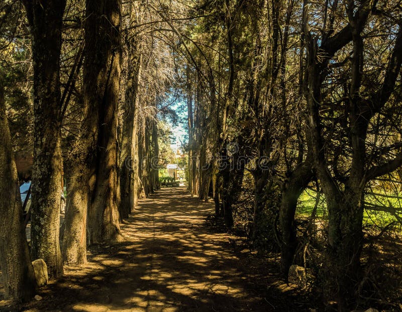 Breathtaking Pathway Surrounded by Trees - Great for Wallpapers Stock ...