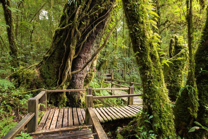 Primitive Forest with Wooden Pathway at Doi Inthanon, Thailand Stock ...
