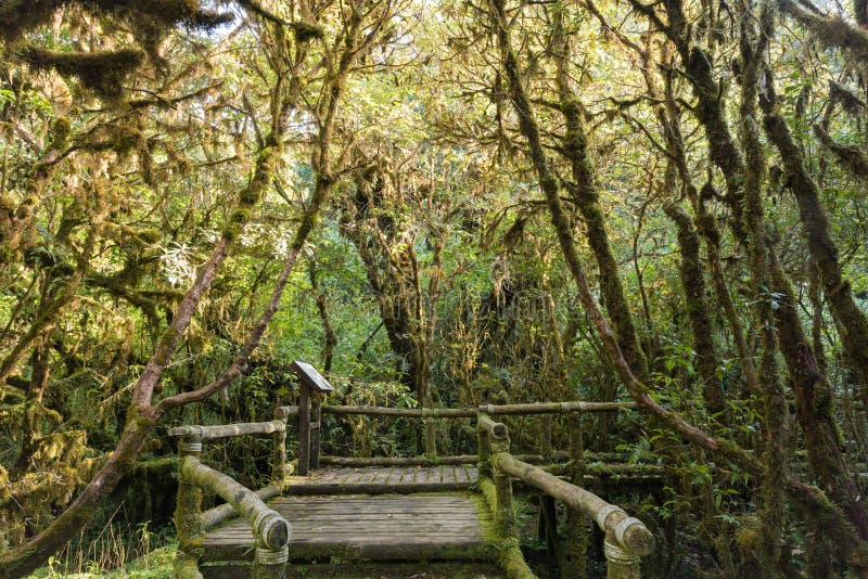 Primitive Evergreen forest stock photo. Image of trunk - 80217896