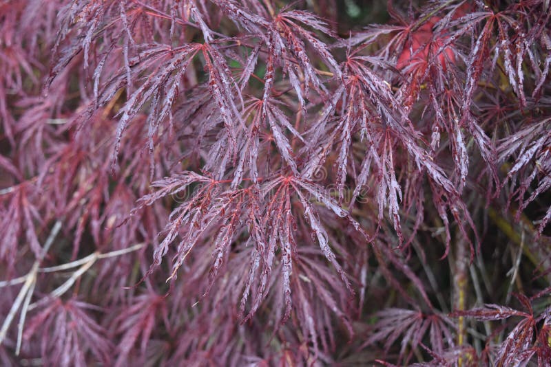 Breathtaking Red Split Leaf Japanese Maple in Nature Stock Image ...