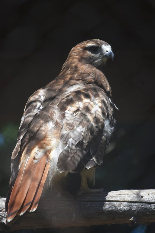 Breathtaking Red Tail Hawk Living in the Wild Stock Photo - Image of ...