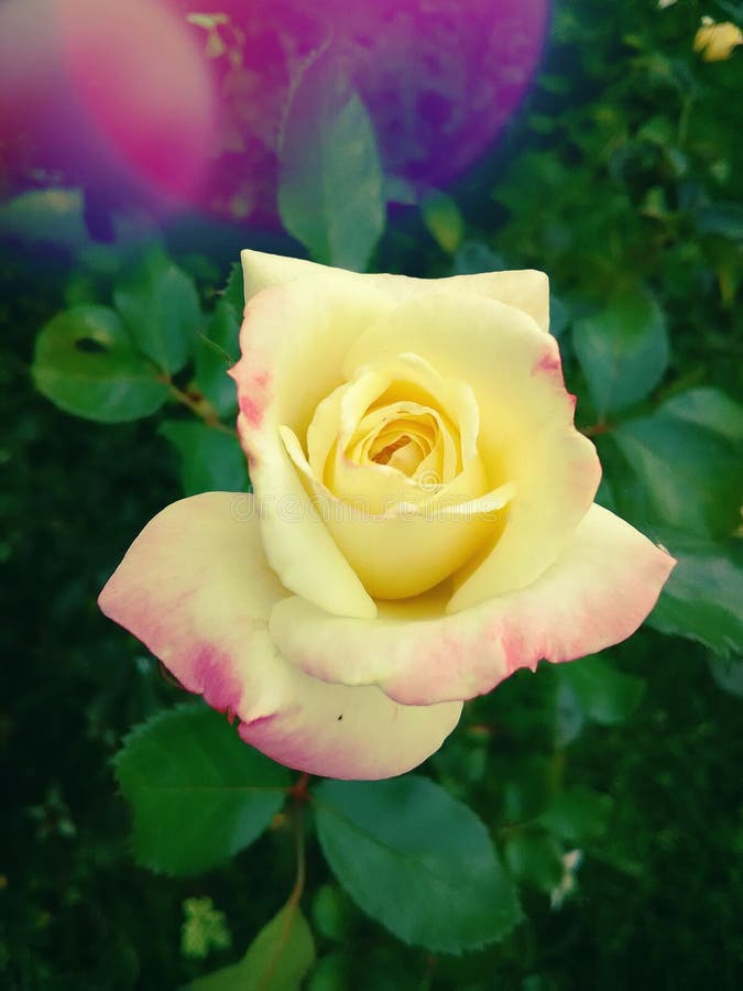 Breathtaking Rose, Garden of Hopes and Dreams Stock Image - Image of ...