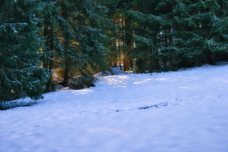 Breathtaking Scene of a Sun Rising in a Snow-covered Forest Beneath the ...