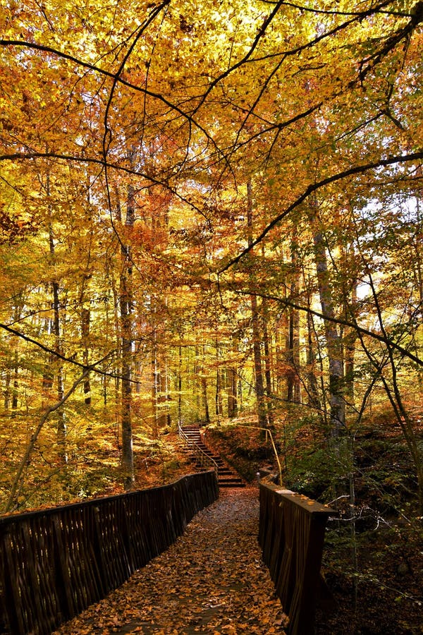 Breathtaking Shot of Autumn Landscape with Beautiful Colored Trees ...